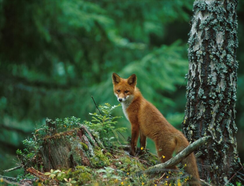Bli med og kjemp for skogen vår - WWF