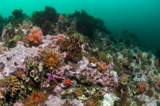 Marine verneområder - WWF