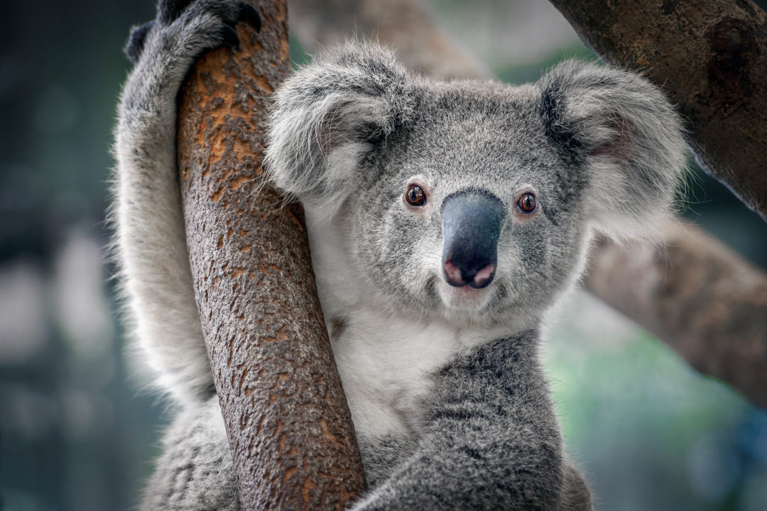 Koalaer Som Koser Australsk Stiftelse: Koalaen Kan Være Praktisk Talt