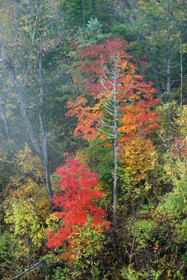 Den fantastiske skogen - WWF